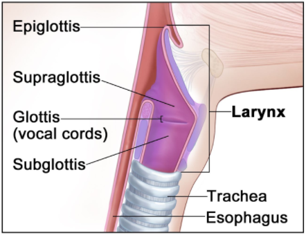 Larynx Anatomy